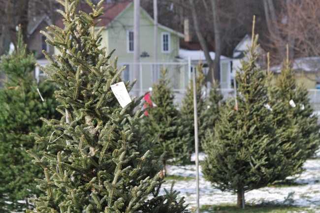 Selecting the perfect evergreen