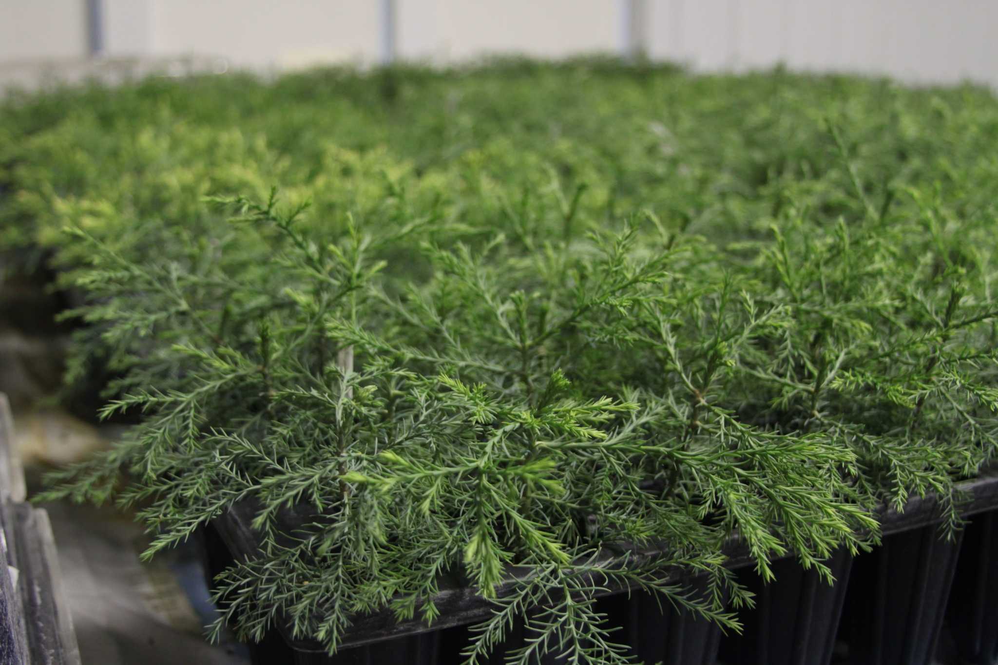 Archangel’s Tree School to be taught worldwide