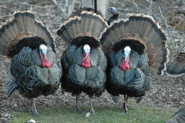 The cost of 'Turkey Day'
