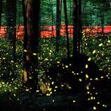 Fireflies have a good year, but they’re in decline - The Ridgefield Press