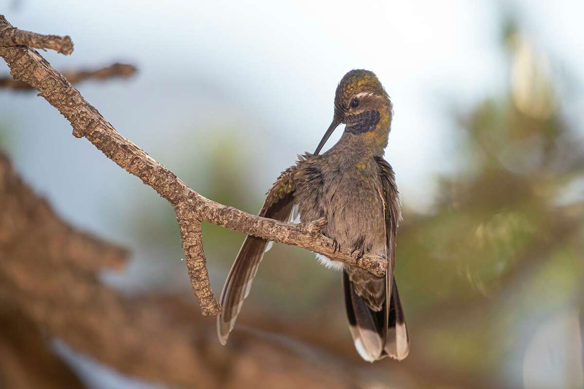Blue-throated hummingbird is a Big Bend mountain gem