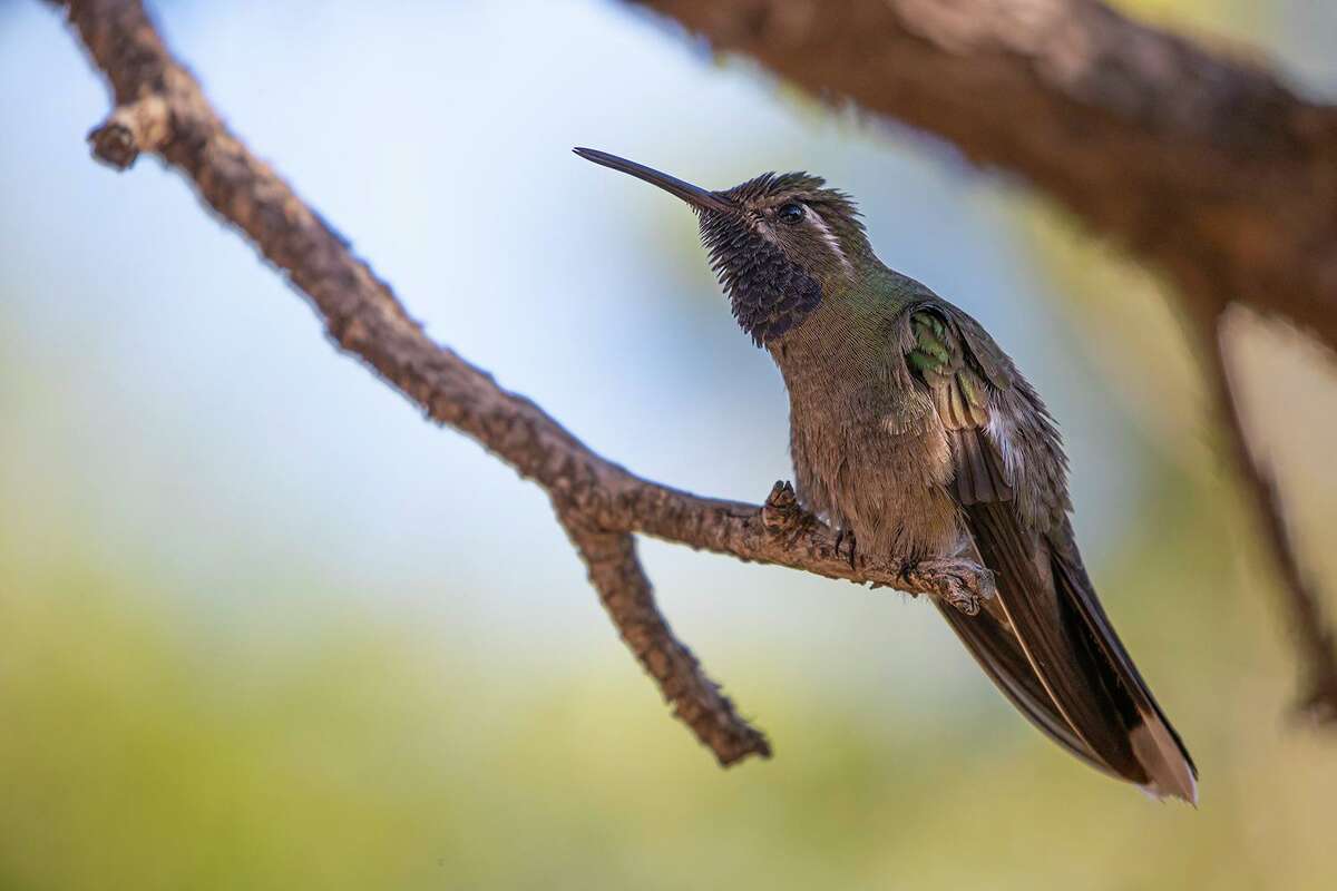 Blue-throated hummingbird is a Big Bend mountain gem