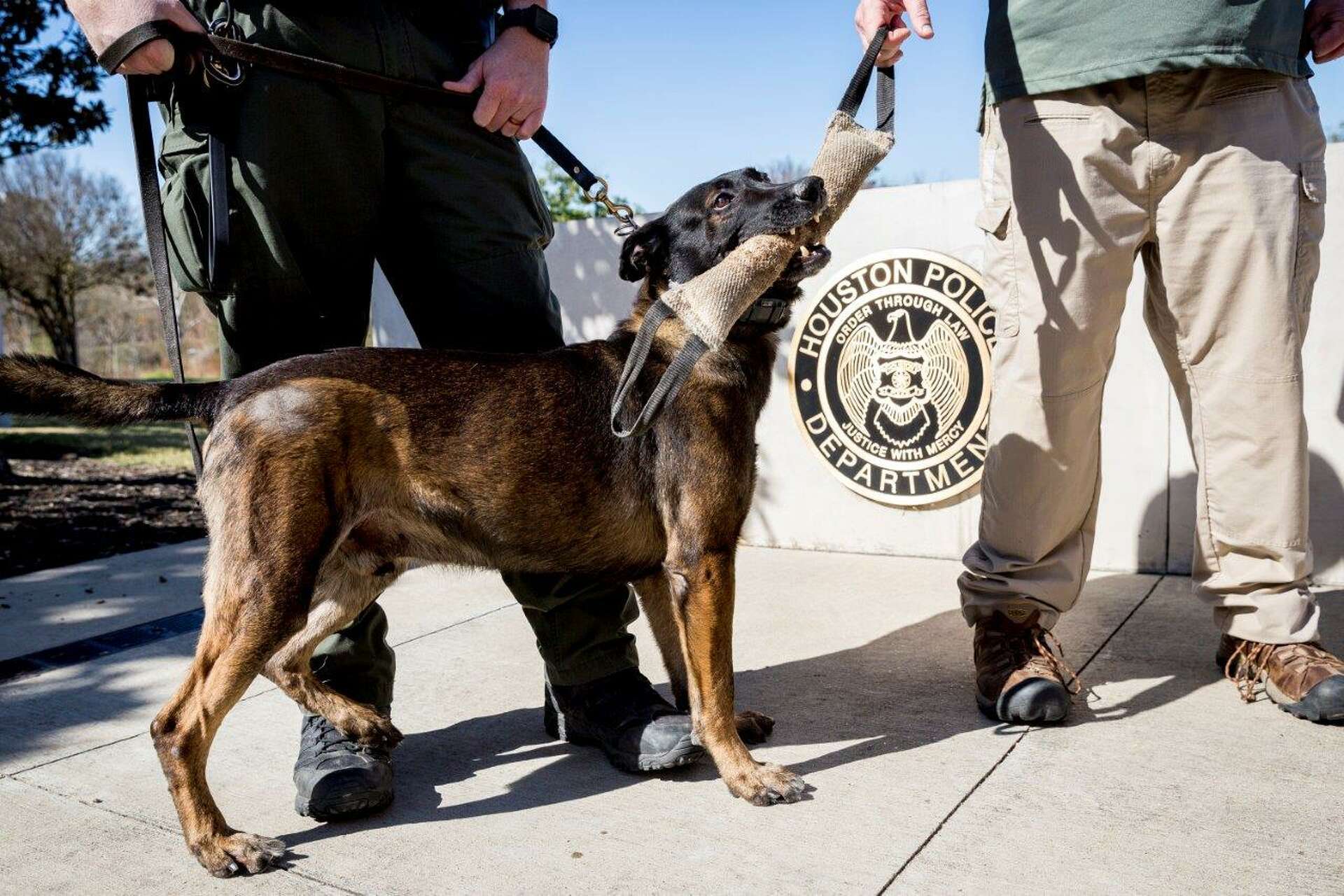 Meet the K9s of the Houston Police Department