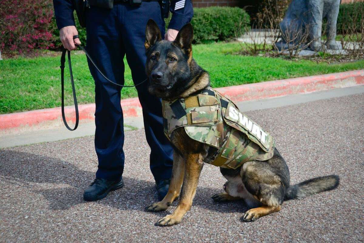 Meet the K9s of the Houston Police Department