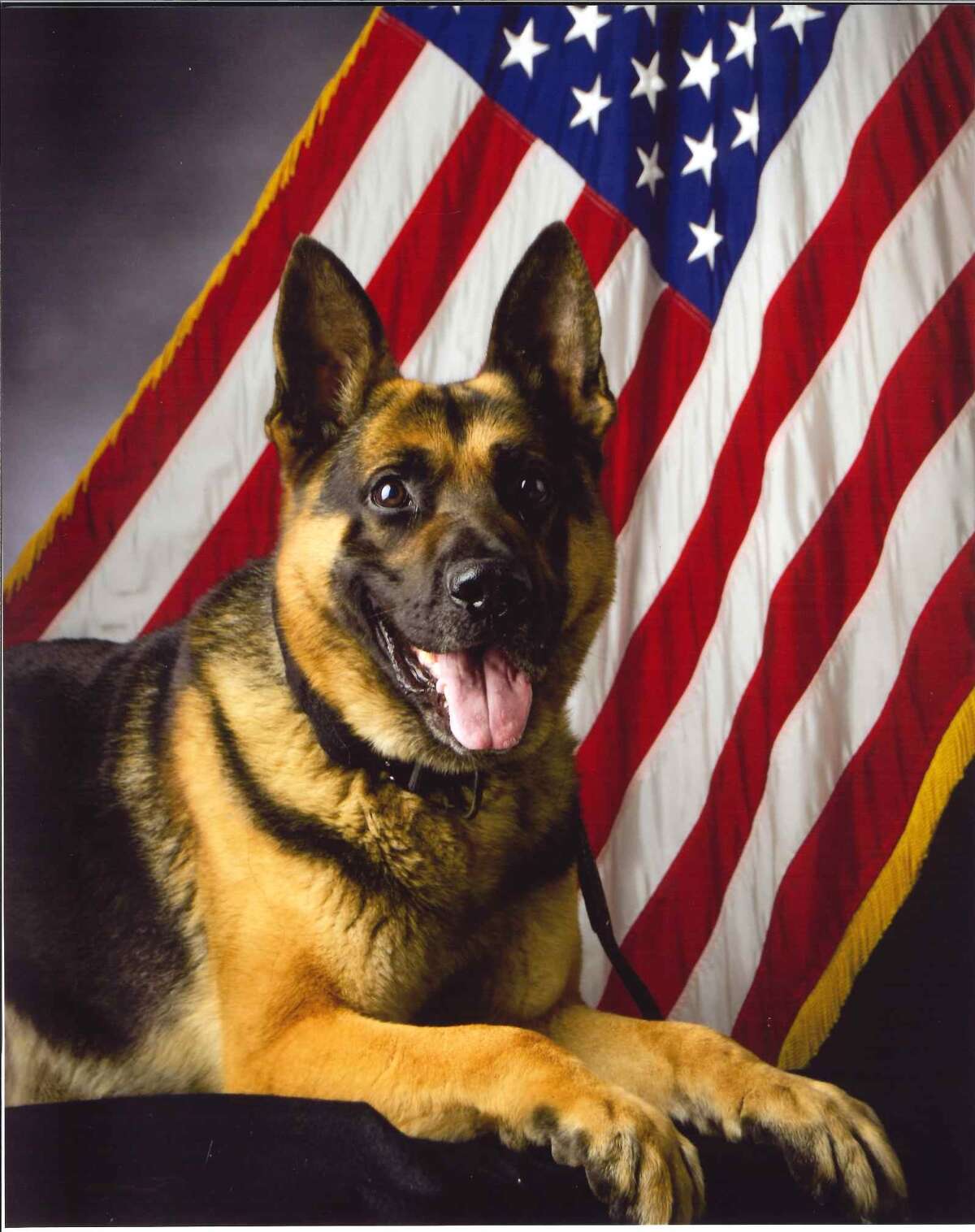 Meet the K9s of the Houston Police Department