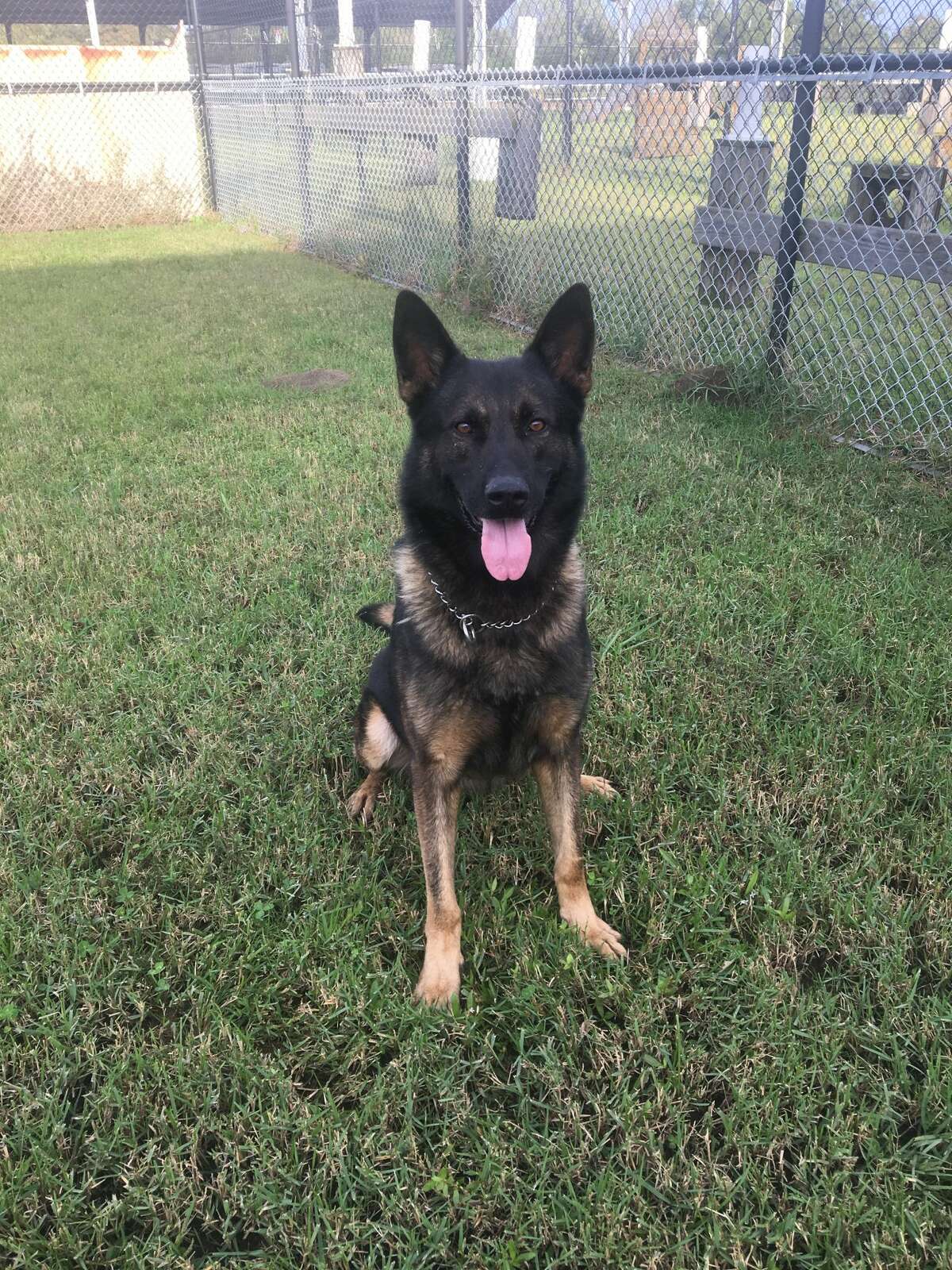 Meet the K9s of the Houston Police Department