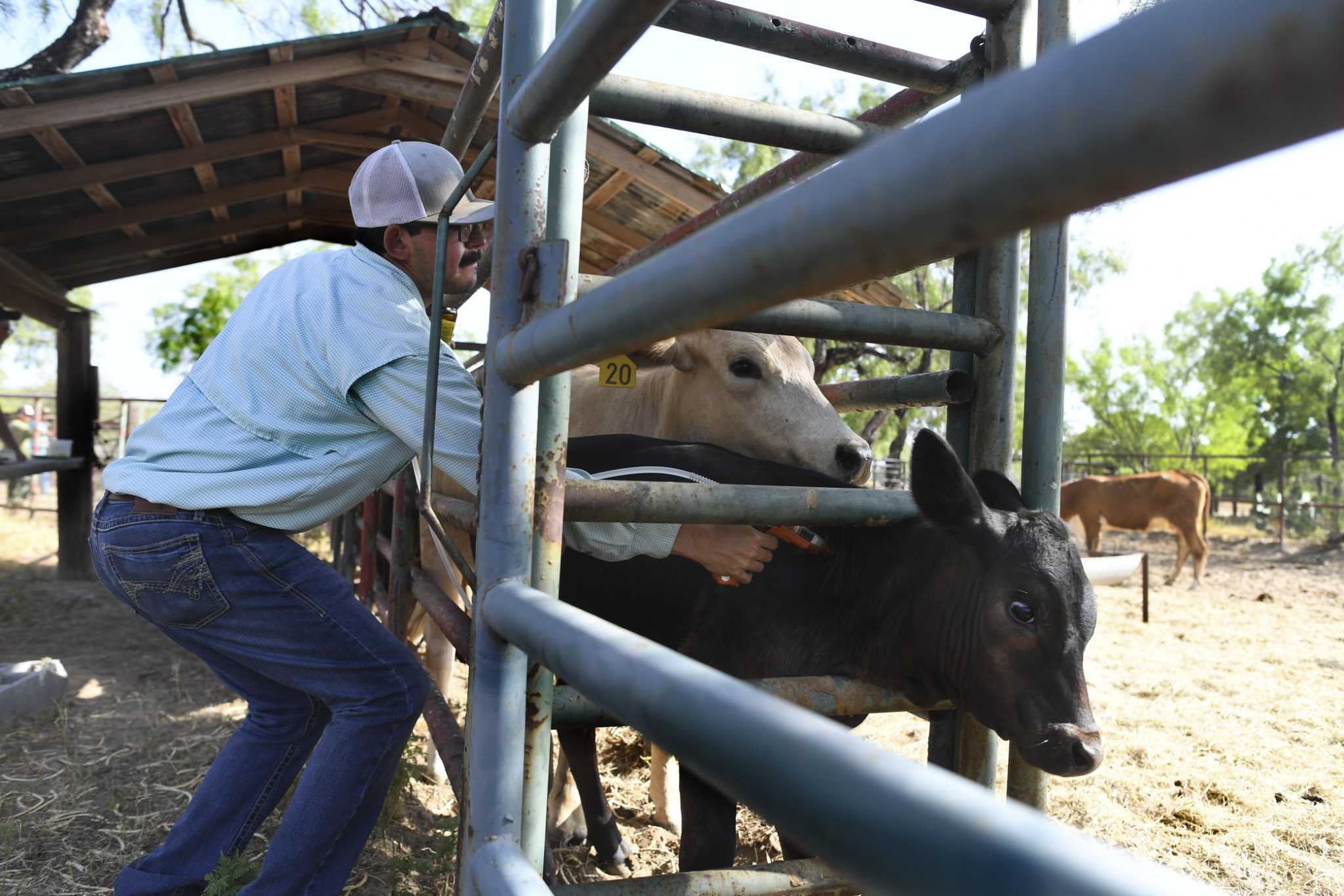 Deadly fever ticks are infesting border cattle herds