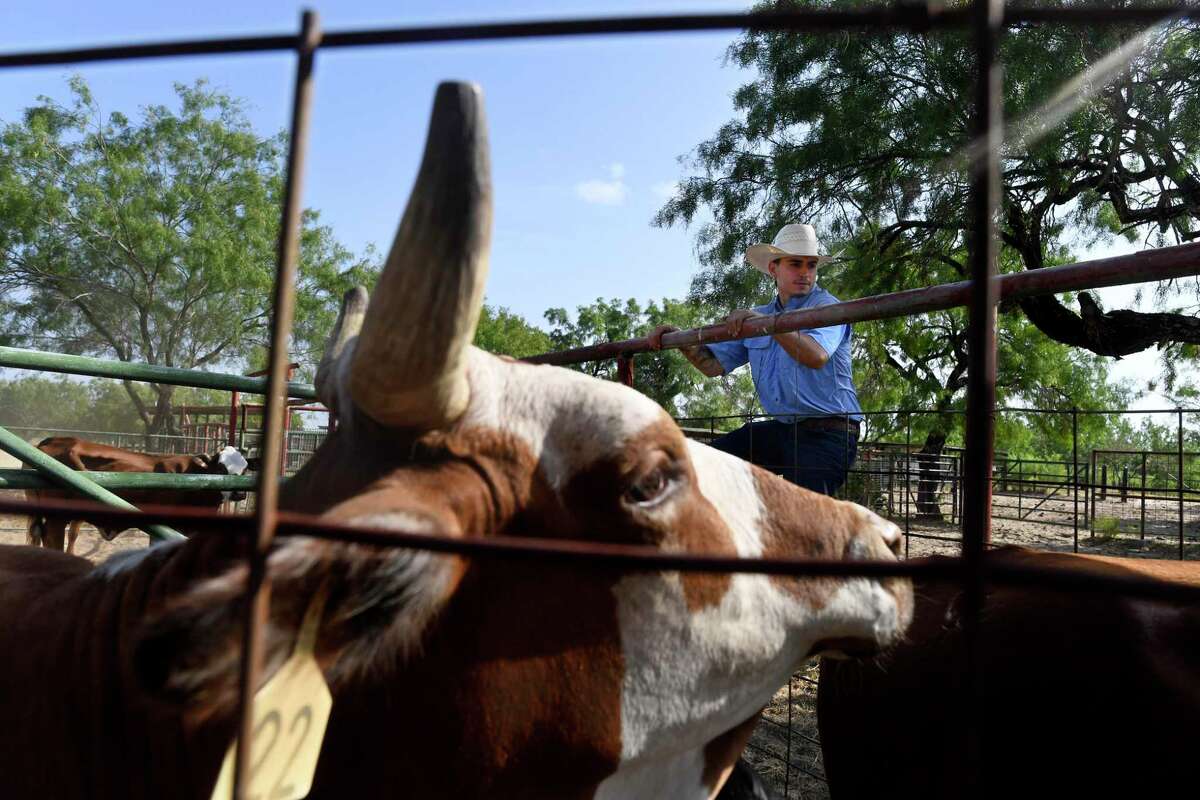 Deadly fever ticks are infesting border cattle herds