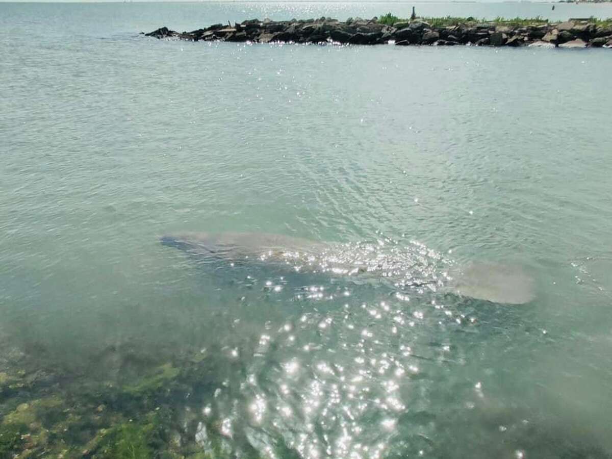 'Molly' the manatee spotted in Galveston Bay, third sighting along the ...