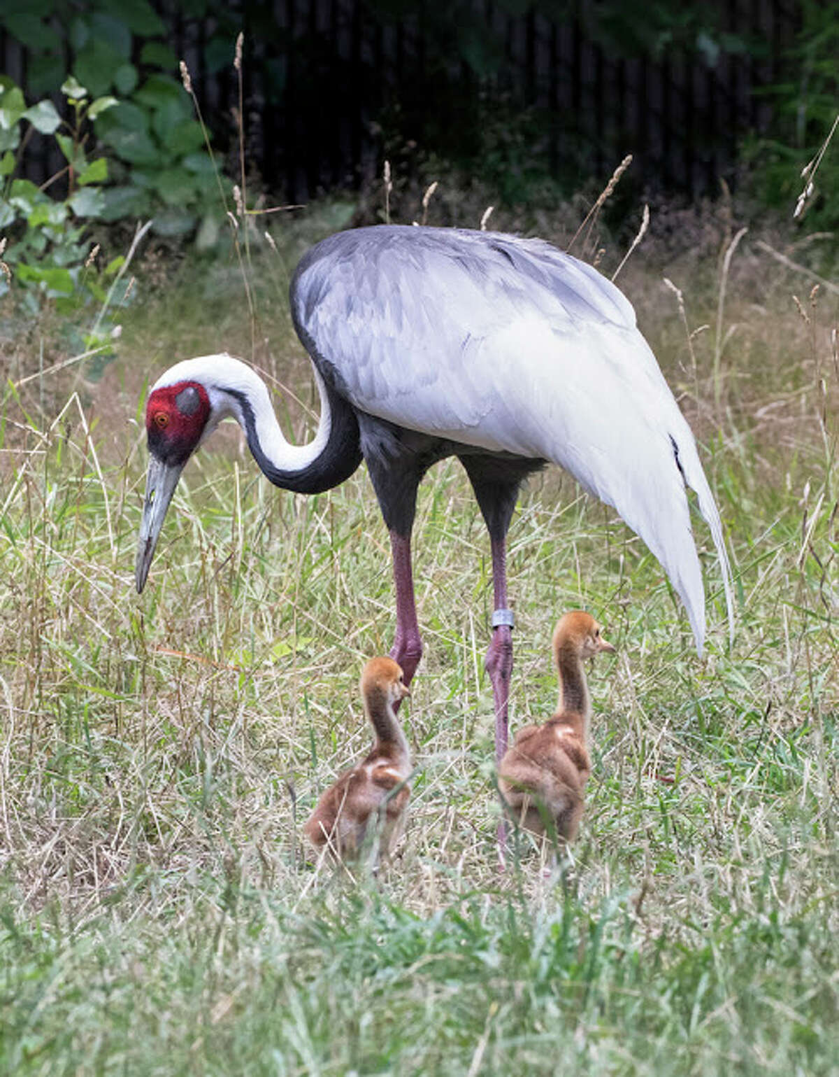 2 white-naped crane chicks born at Woodland Park -- a first in the ...