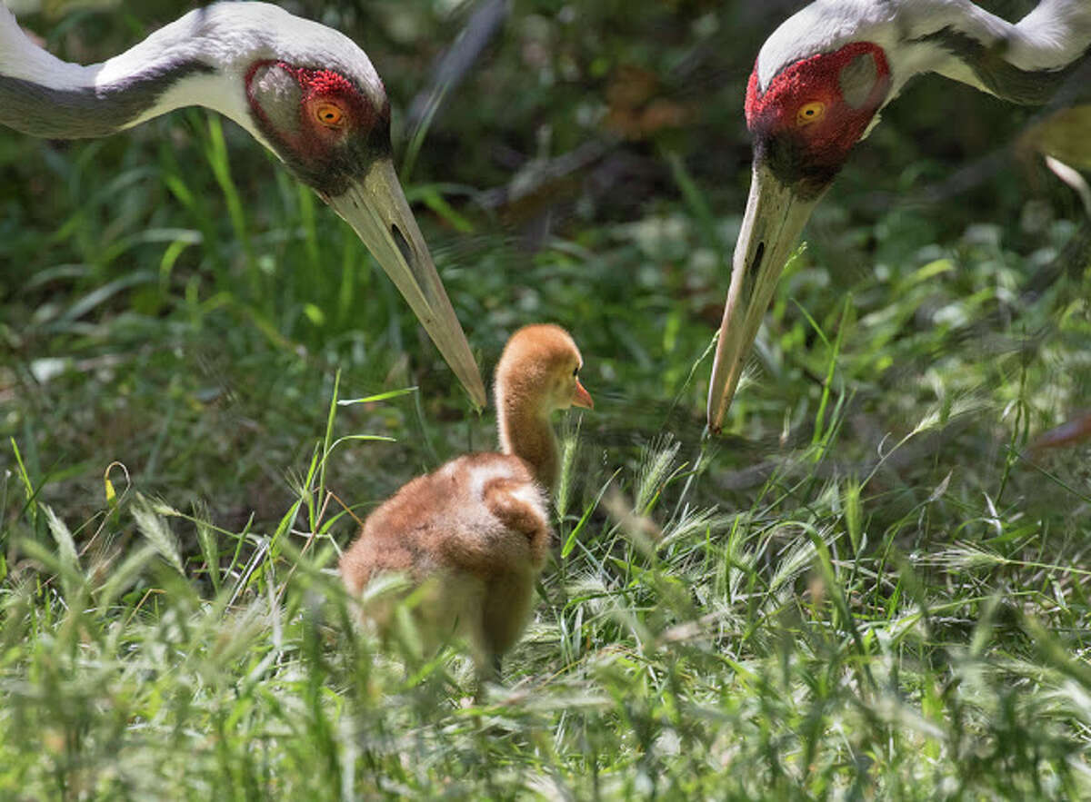 2 white-naped crane chicks born at Woodland Park -- a first in the ...