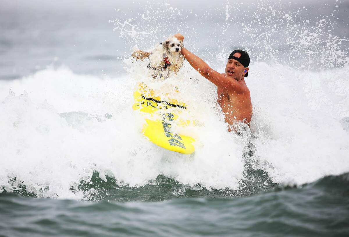 Cute french bulldog wins at World Dog Surfing Championships