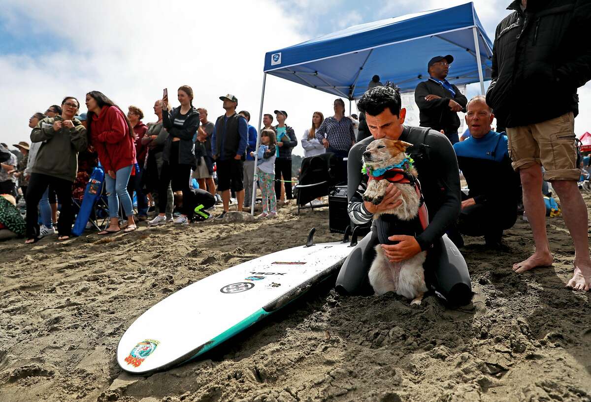 Cute french bulldog wins at World Dog Surfing Championships