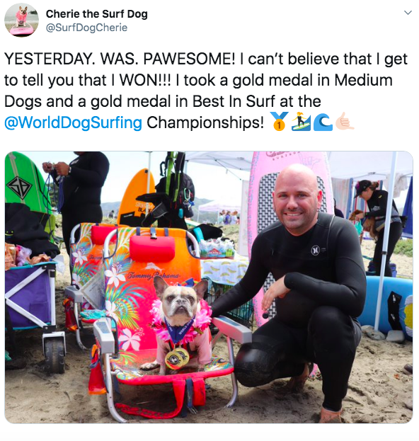 Cute french bulldog wins at World Dog Surfing Championships
