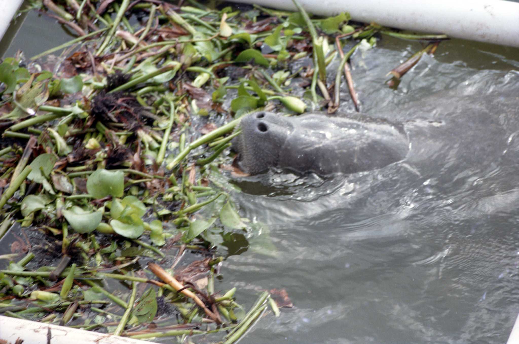 In 1995, a manatee made its way up Buffalo Bayou. Houstonians were ...