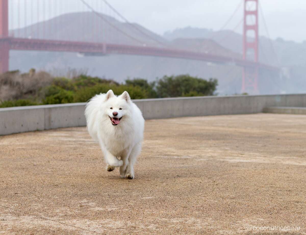 San Francisco man's dog on pace to make $80K a year