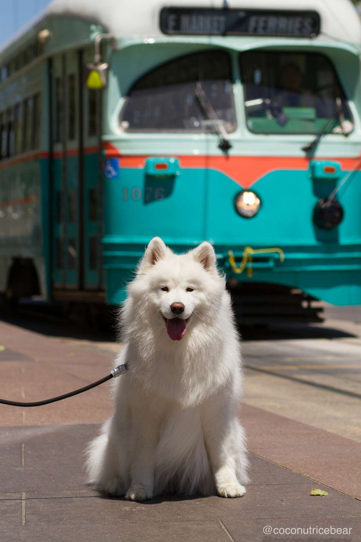 San Francisco man's dog on pace to make $80K a year