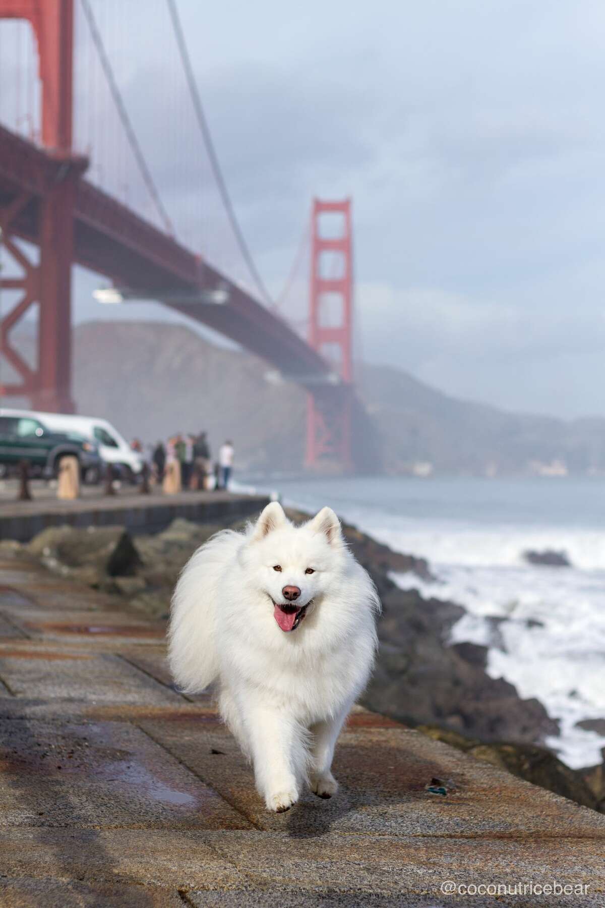 San Francisco man's dog on pace to make $80K a year