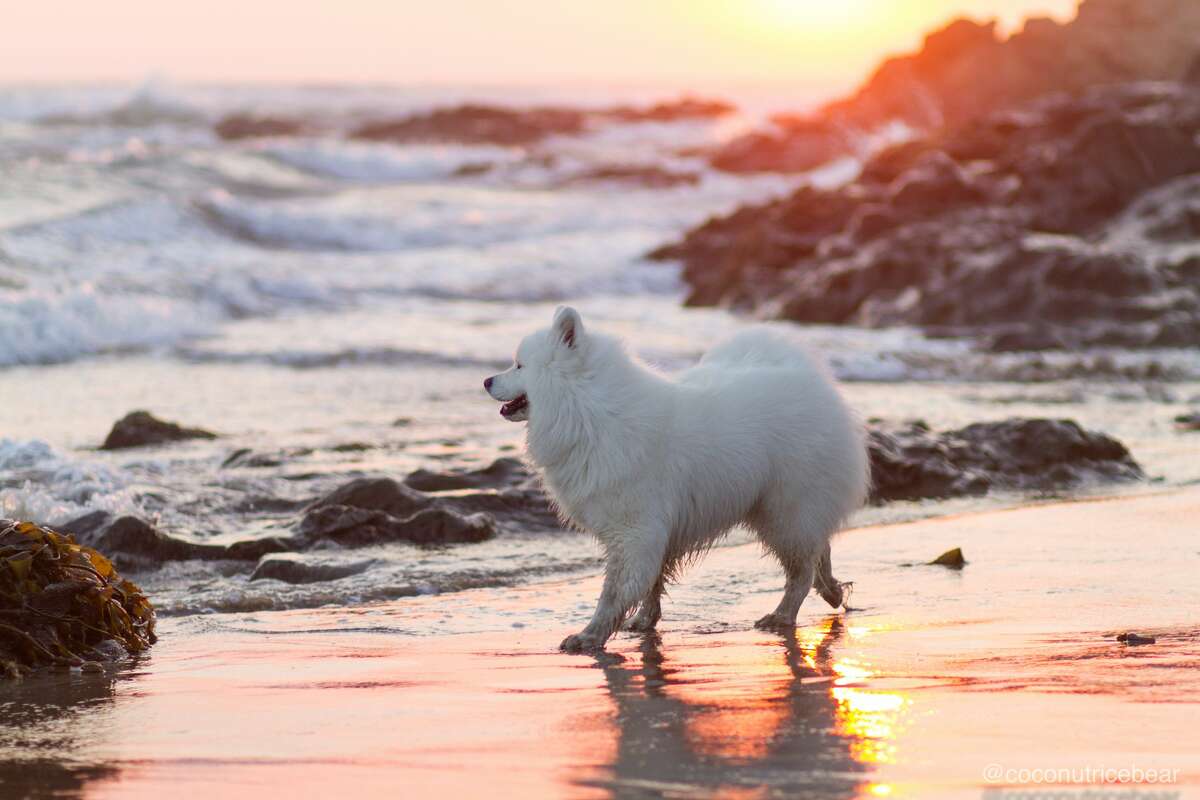 San Francisco man's dog on pace to make $80K a year