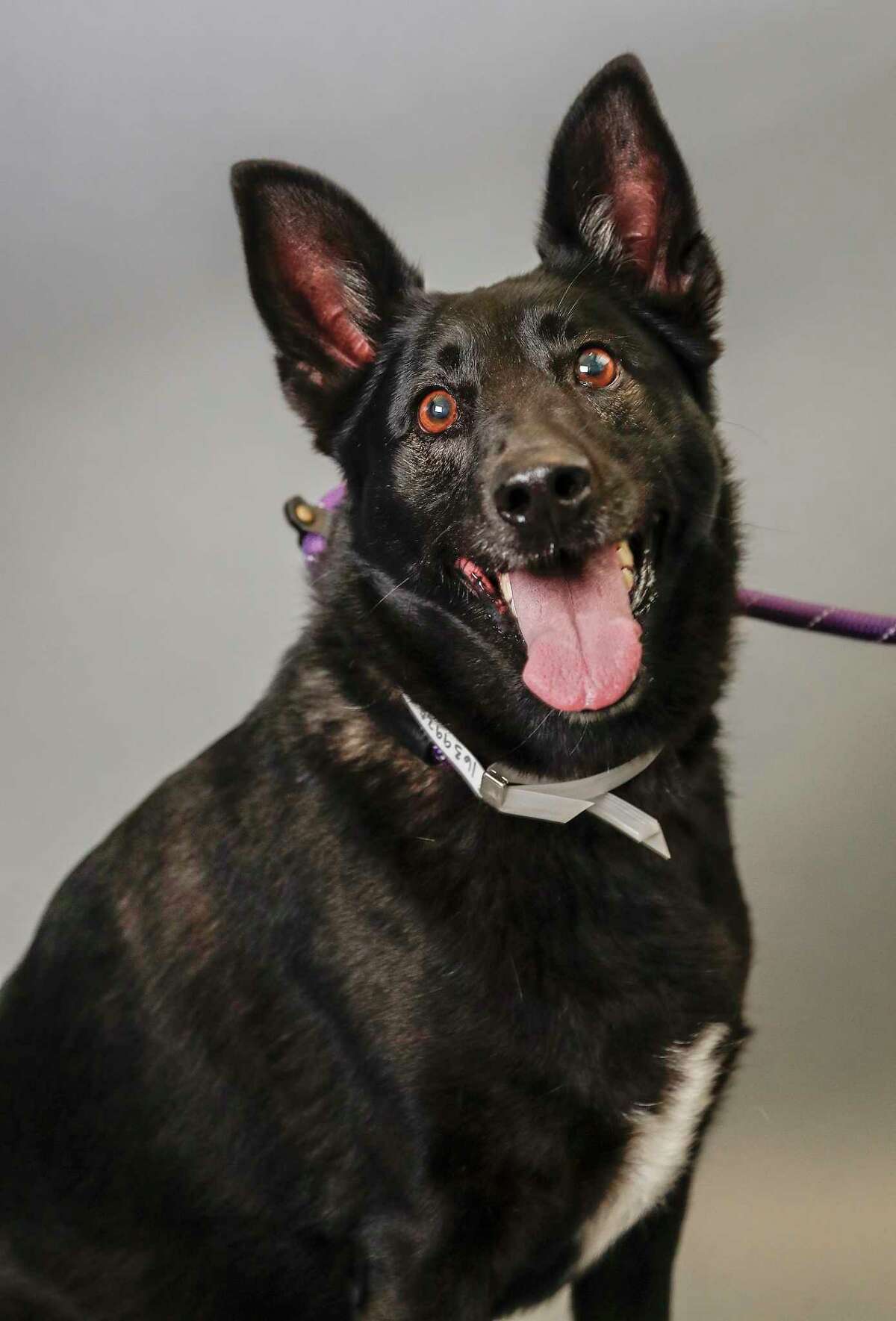 Dreamboat shepherd-mix at BARC needs a home