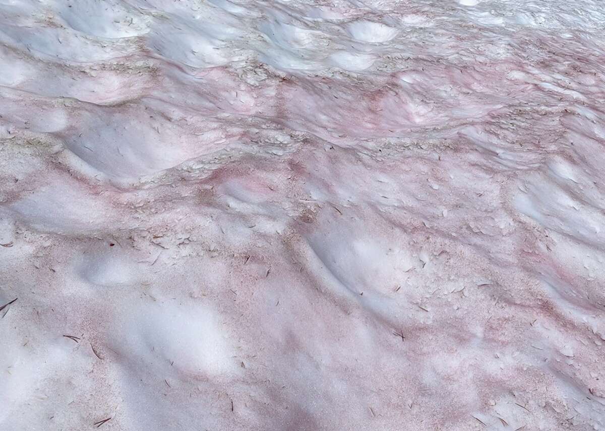 Pink 'watermelon snow' found in Yosemite's high country