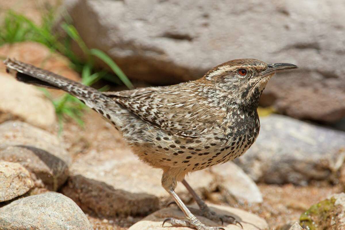 Cactus wrens makes their desert nests in Big Bend