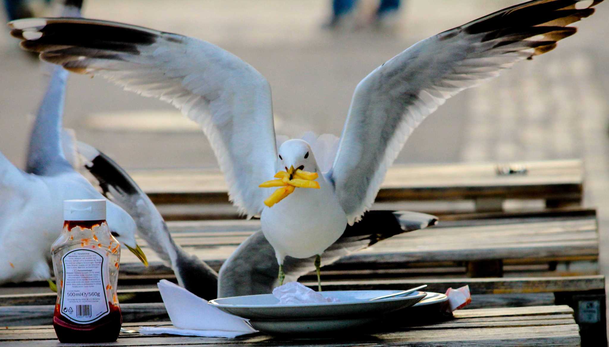 Here's how to keep pesky seagulls away from your food