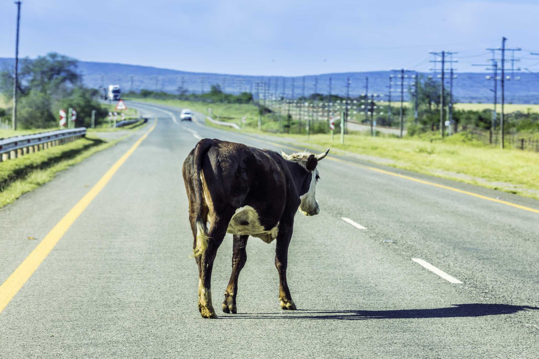 What to do if you see an animal on the highway