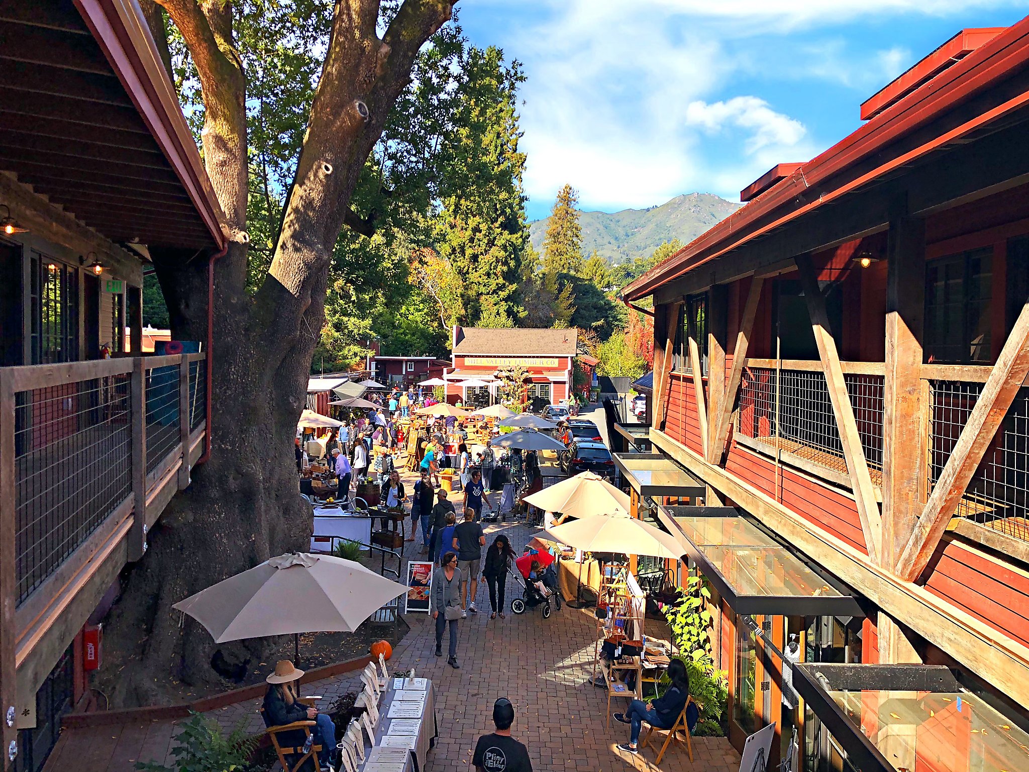 Mill Valley poised to adopt aggressive tree-removal rules, over objections