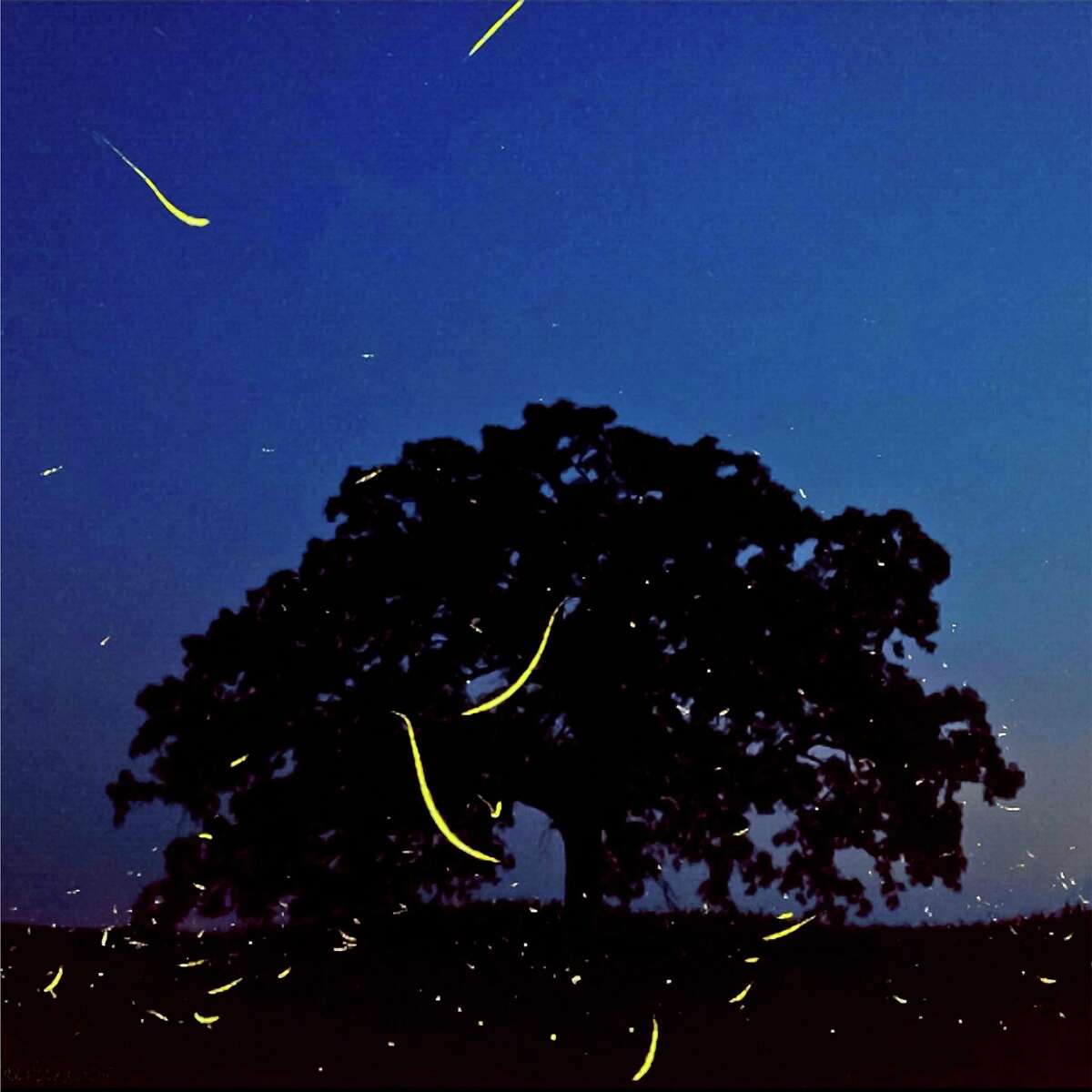 Fireflies have a good year, but they’re in decline