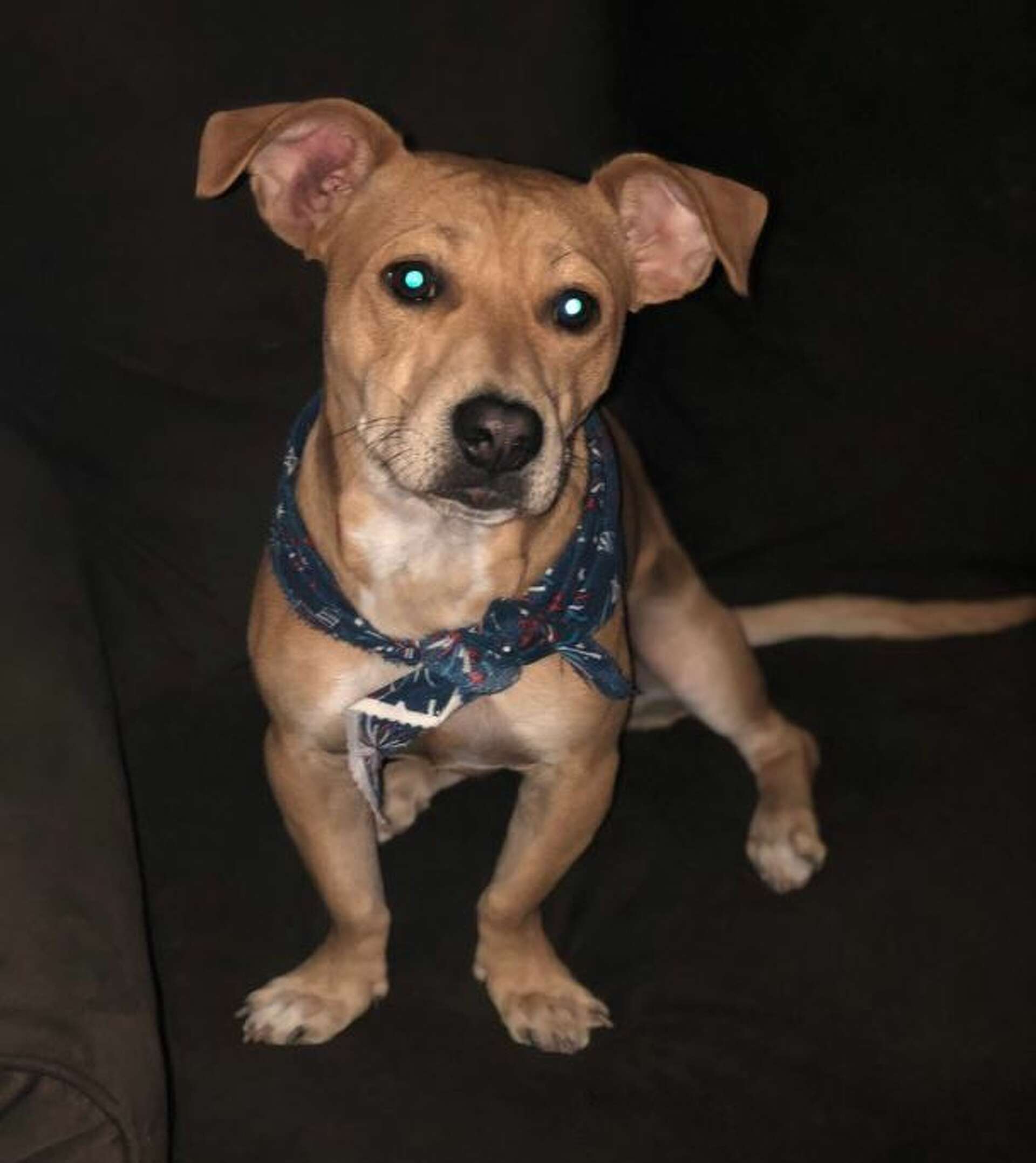 Viral video shows Munchkin the dog honking car horn at his owner to ...