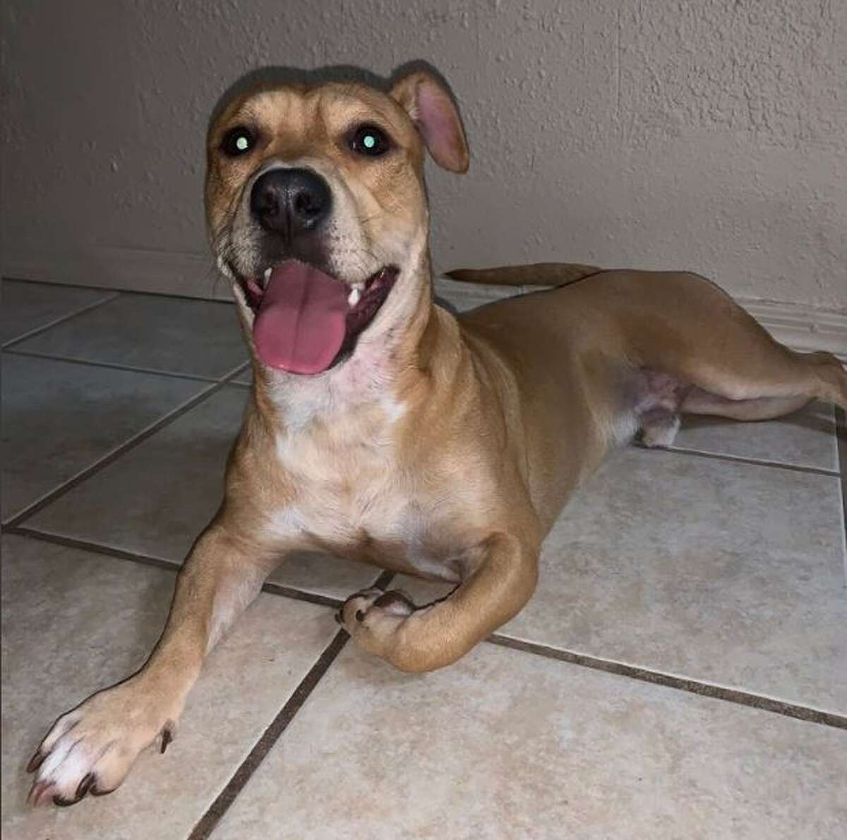 Viral video shows Munchkin the dog honking car horn at his owner to ...