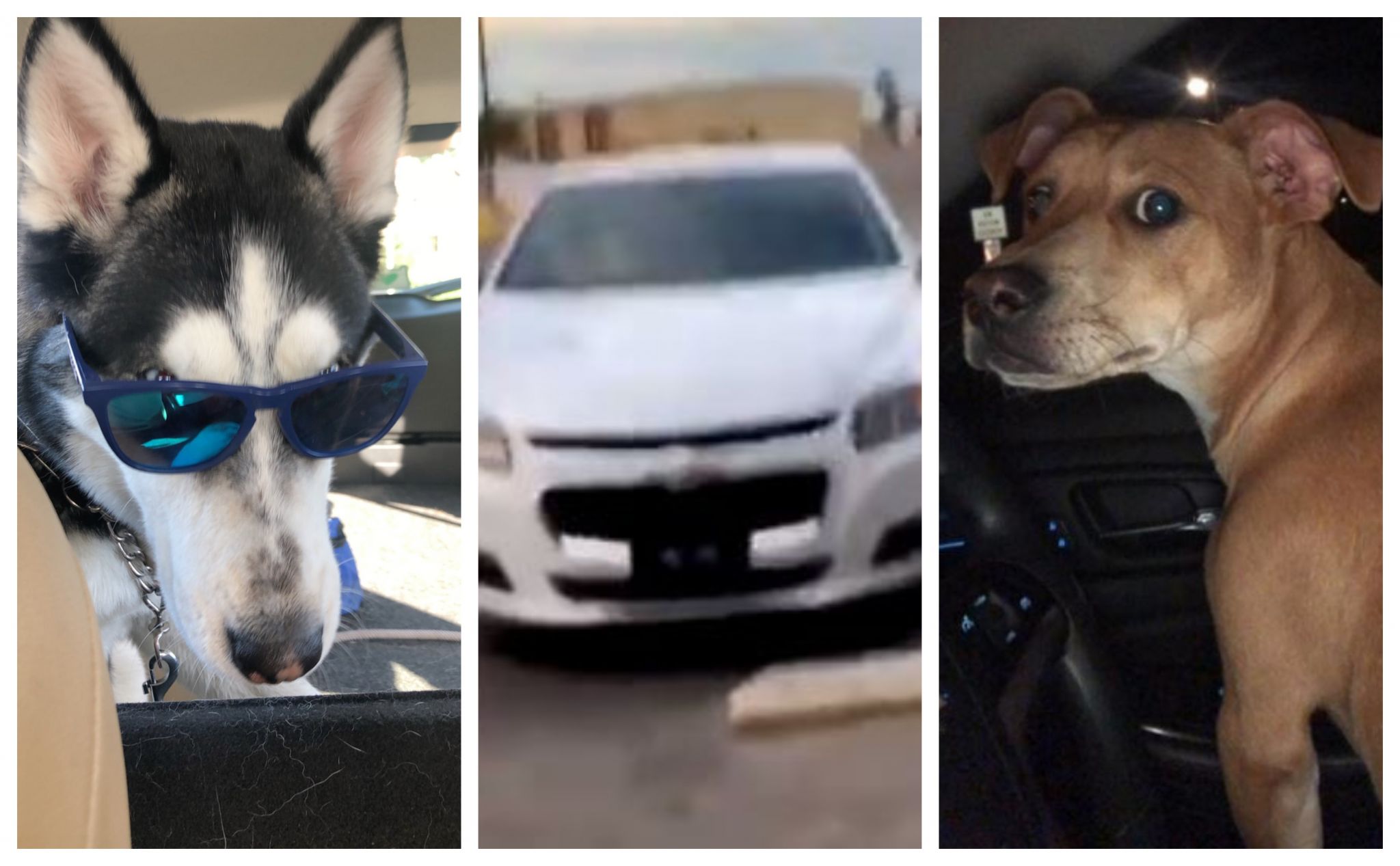 Viral video shows Munchkin the dog honking car horn at his owner to ...
