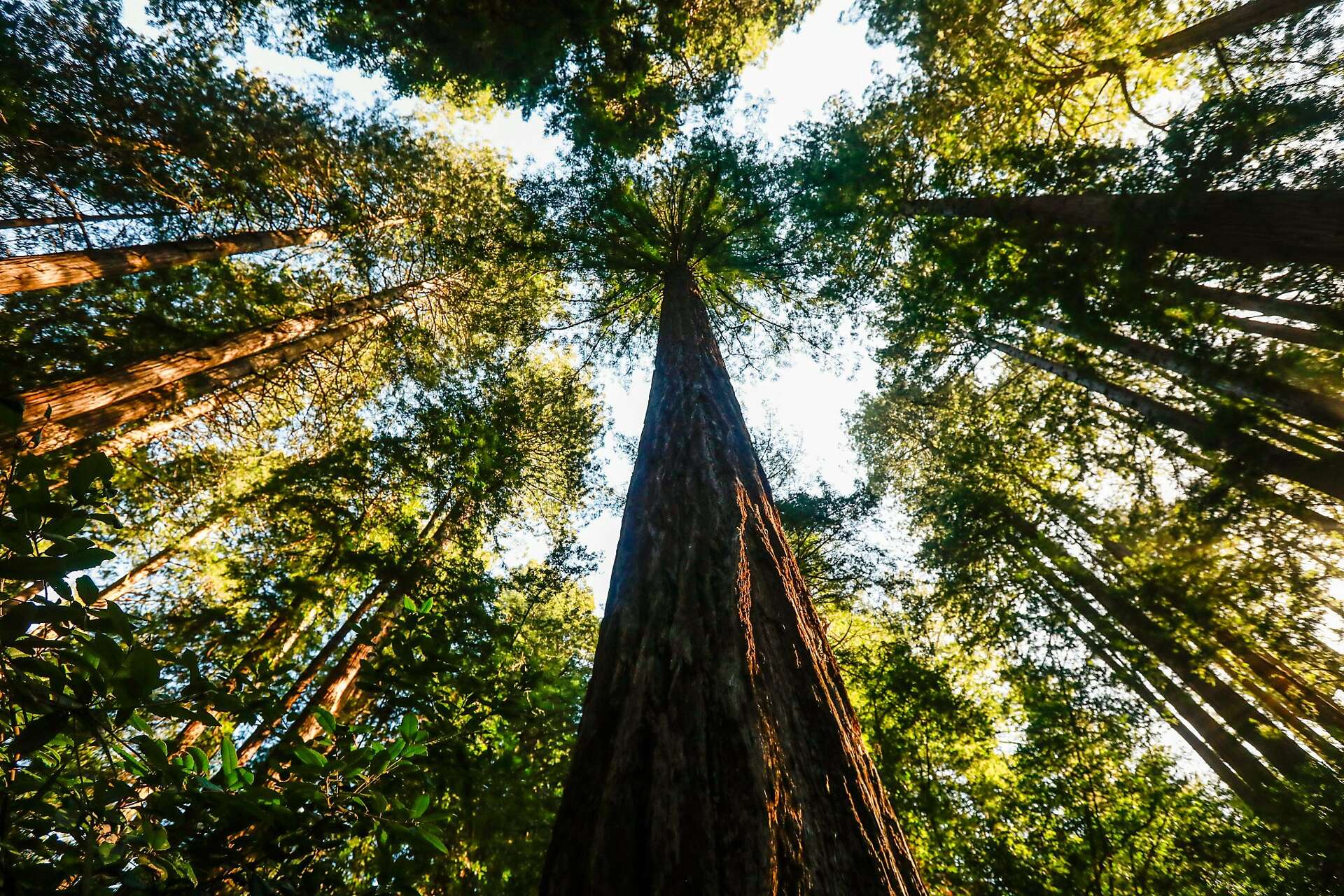Mill Valley poised to adopt aggressive tree-removal rules, over objections