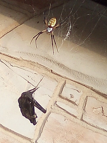 Battle between a bat and a spider unfolds outside Poteet home