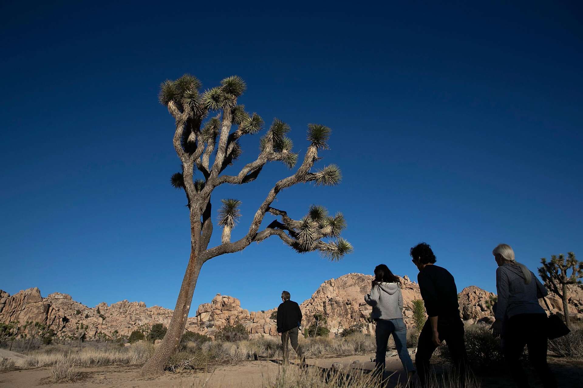 After Joshua Tree skeleton mystery is solved, new bones are found