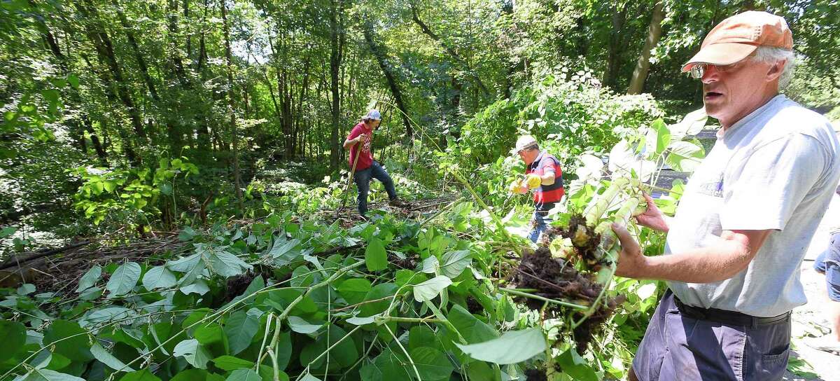 Invasive plants, like Japanese knotweed, pose problems in CT