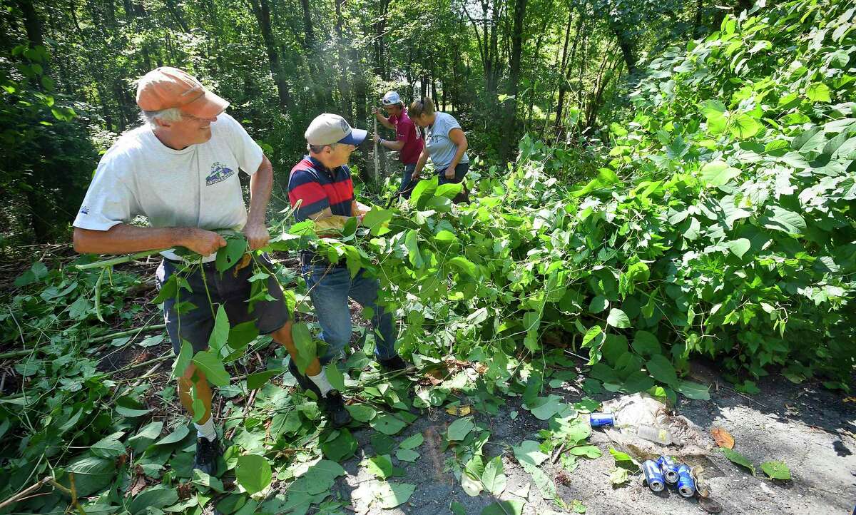 Invasive plants, like Japanese knotweed, pose problems in CT