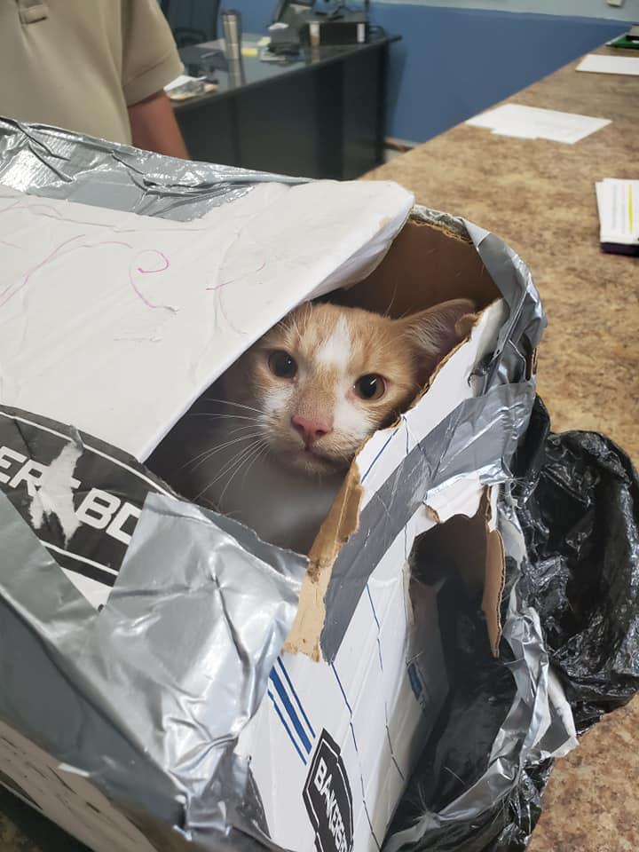 Boy rescues cat thrown off bridge in Bridgeport