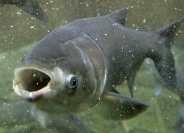 Bill introduced aims to stop Asian carp