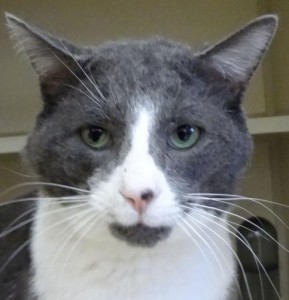 What happens when pets are left behind