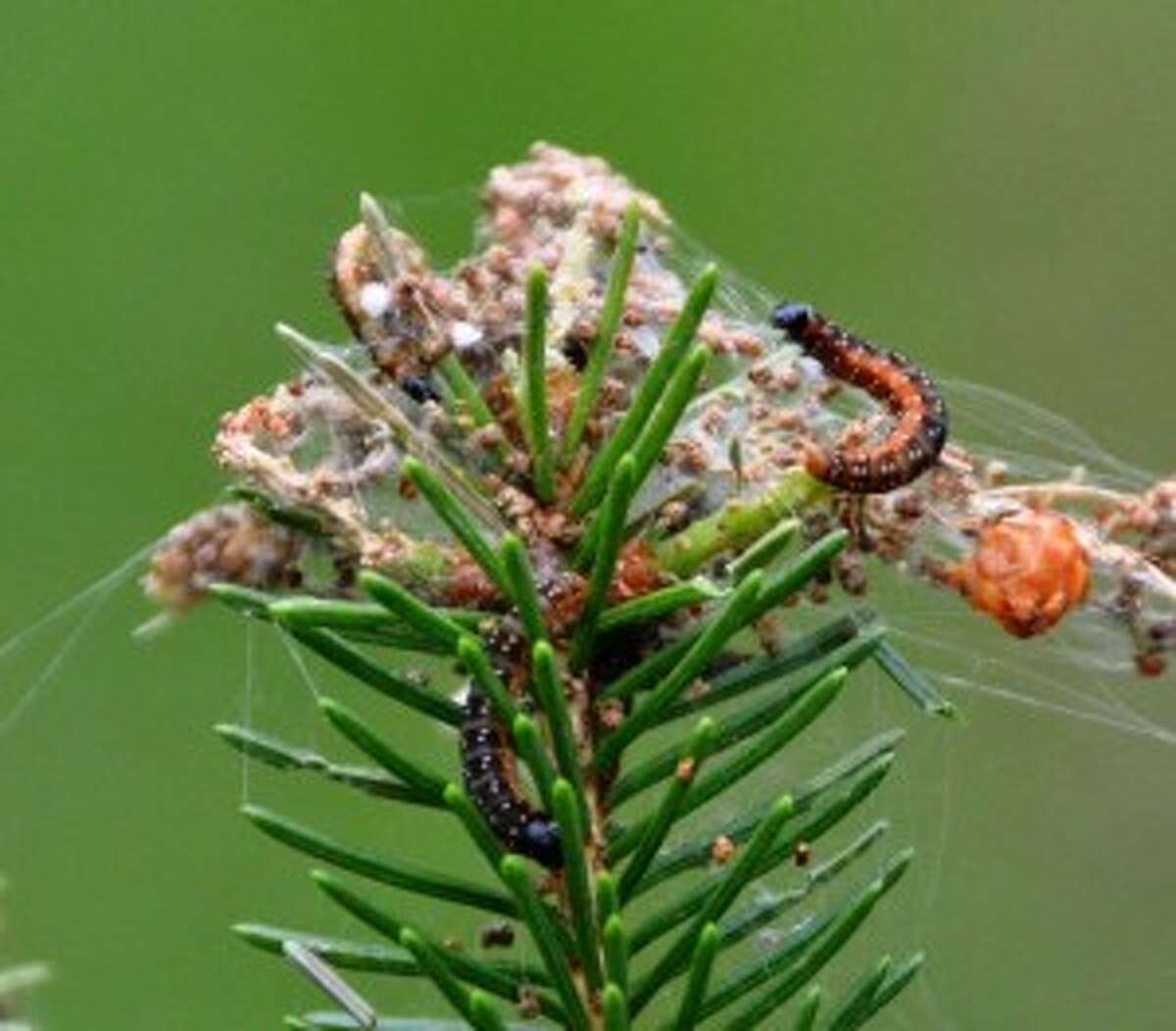 DNR begins mapping widespread spruce budworm defoliation