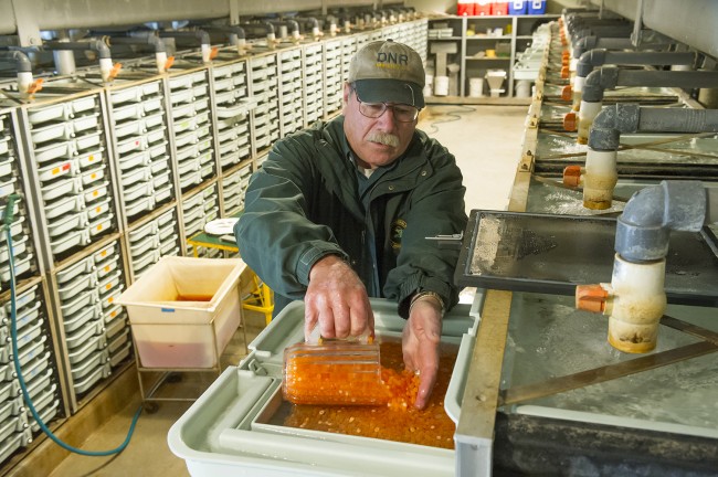 Platte River State Fish Hatchery a big part of state's success with ...
