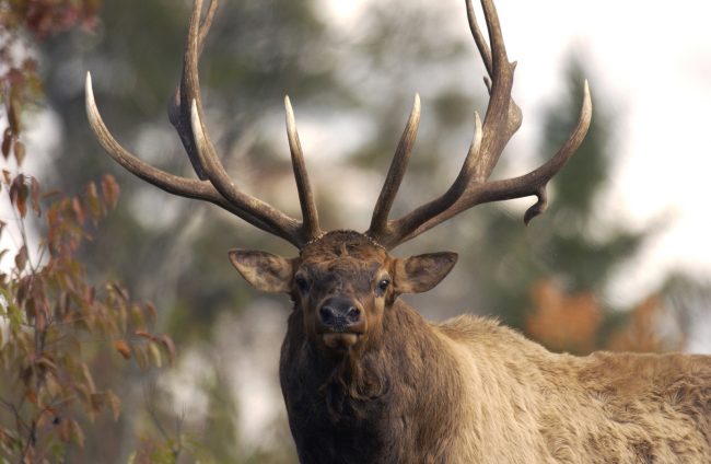 Celebrating 100 years of wild Michigan elk