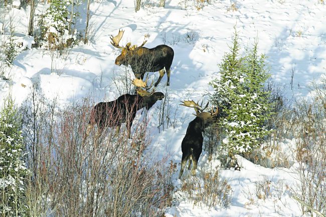 DNR reports moose survey results to commission