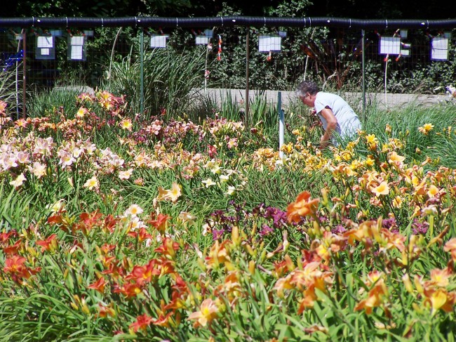 Centennial Lily Farm offers color, art to visitors