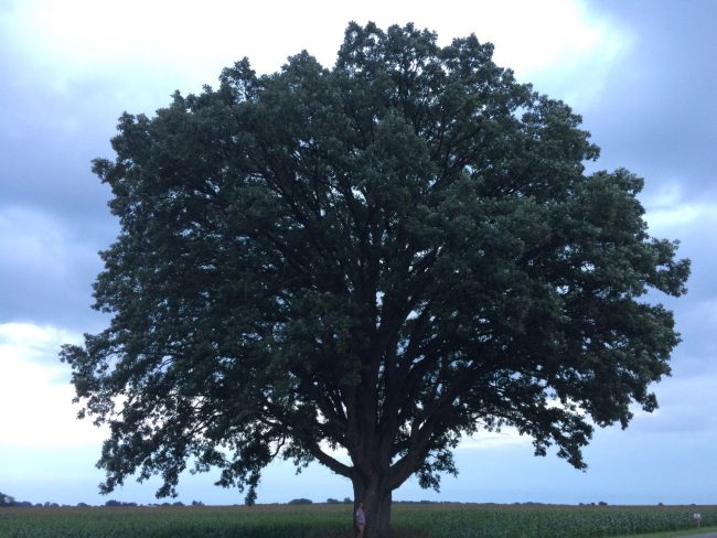 Michigan Big Tree Hunt contest is underway