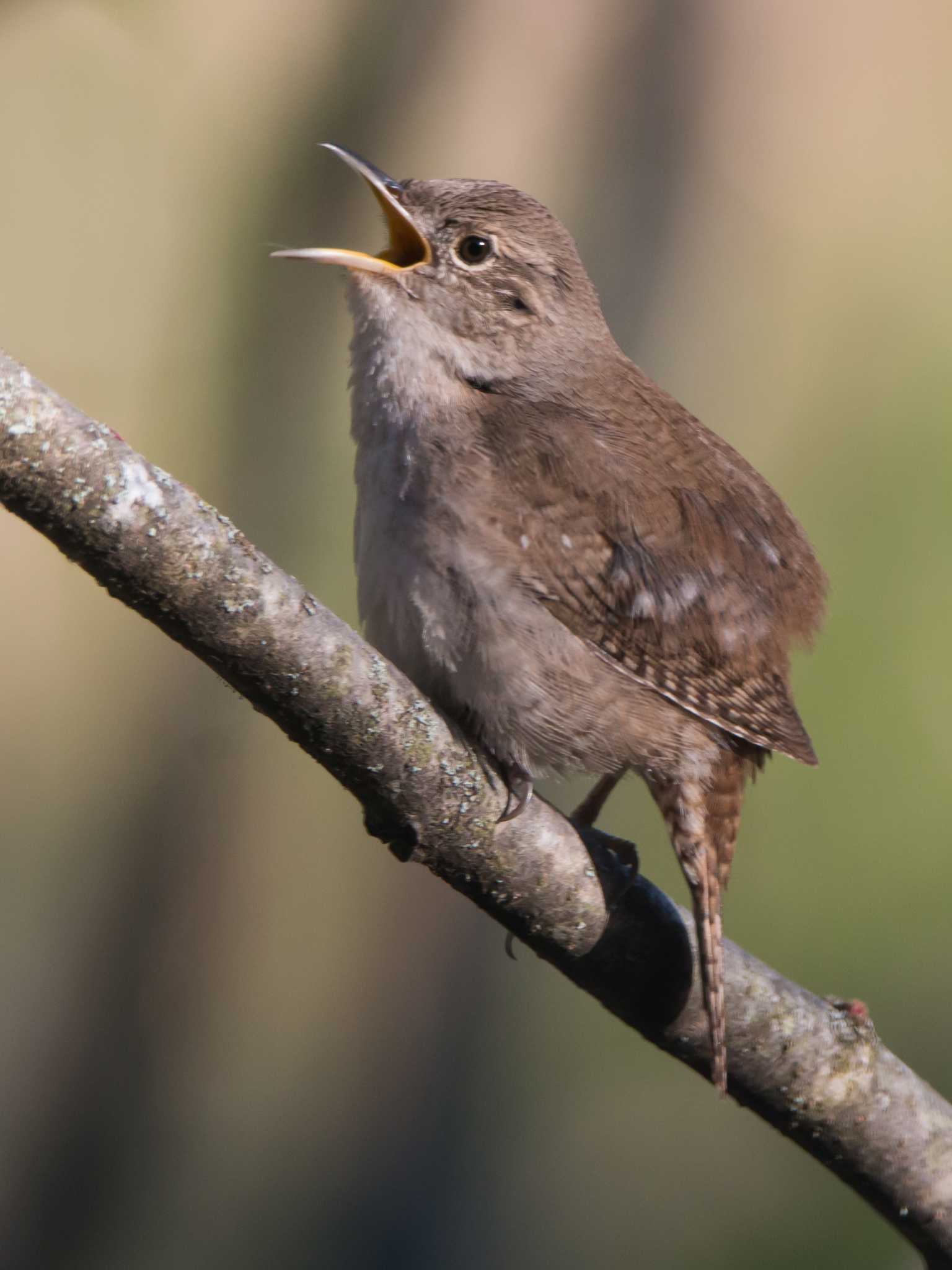 A look at one of the area's popular migratory birds