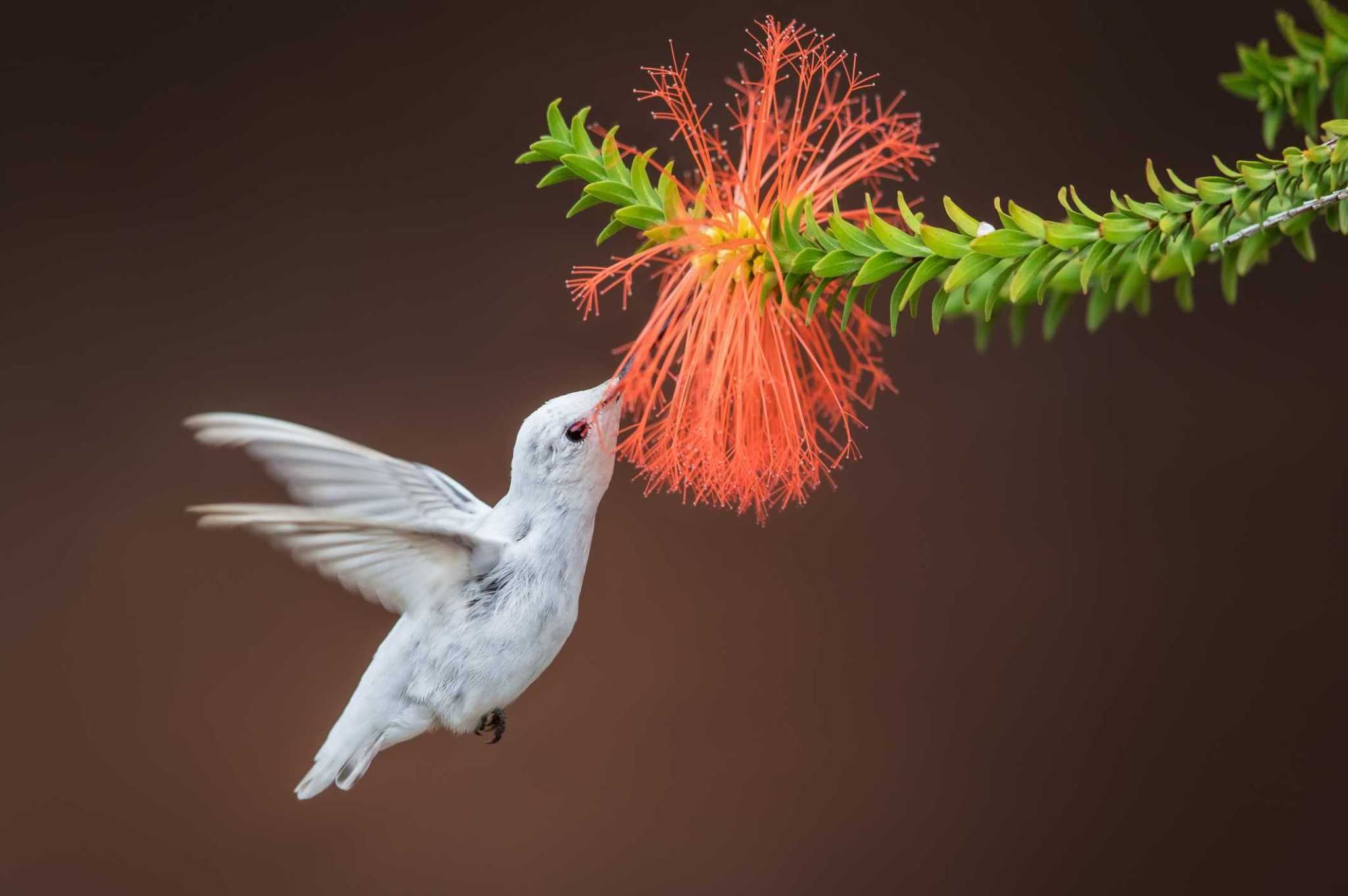 Rare albino hummingbird recorded on video in Alabama