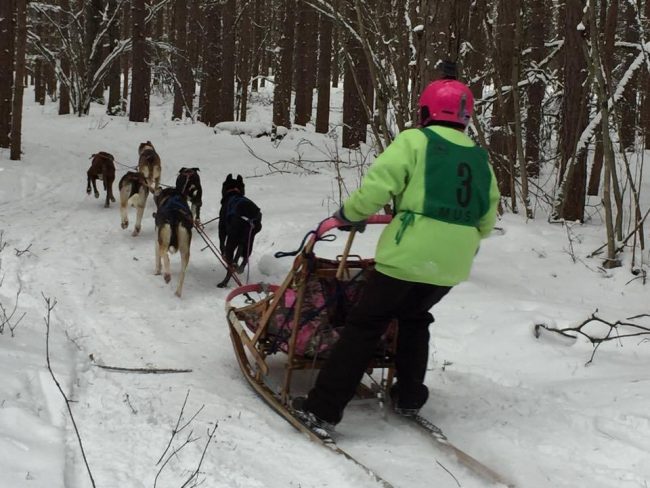 Snow and cold equal perfect conditions for MUSH Sweetwater Challenge No ...